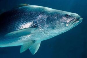 Mexico's totoaba fish is making a comeback
