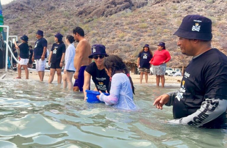 Mexico's totoaba fish is making a comeback