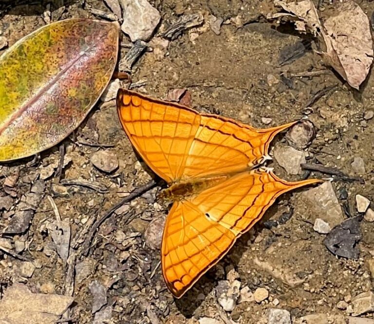 Why Palenque National Park is a must-visit