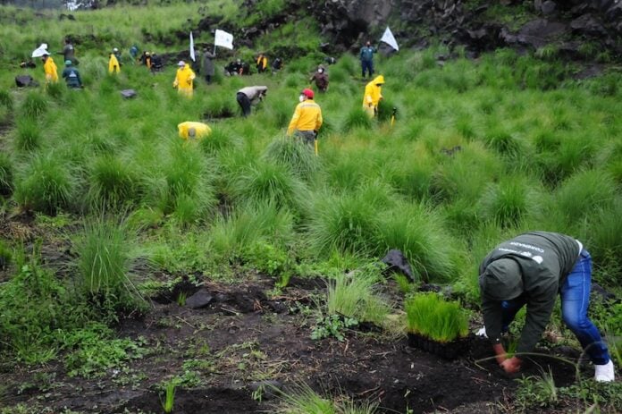 Tree-planting tournament in Puebla draws 600 participants