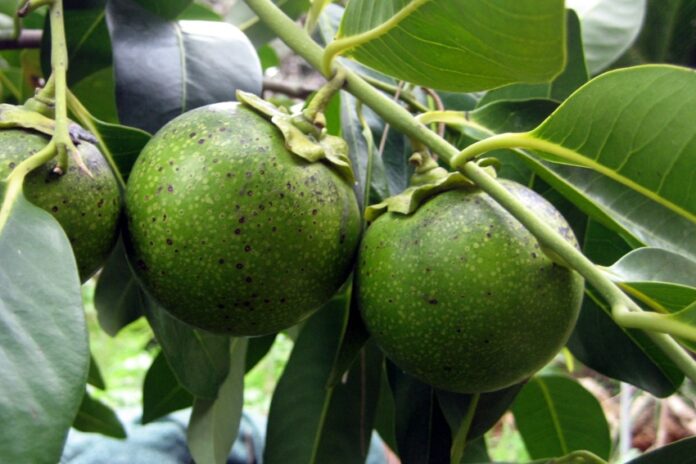 Taste of Mexico: Zapote Negro - Mexico News Daily