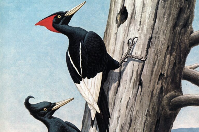 The hunt for Mexico's rarest bird — that might not even exist - Mexico ...