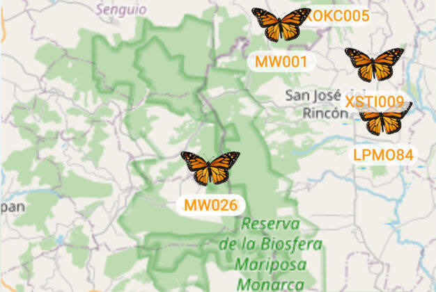 First GPS-tracked monarchs reach Michoacán winter sanctuary