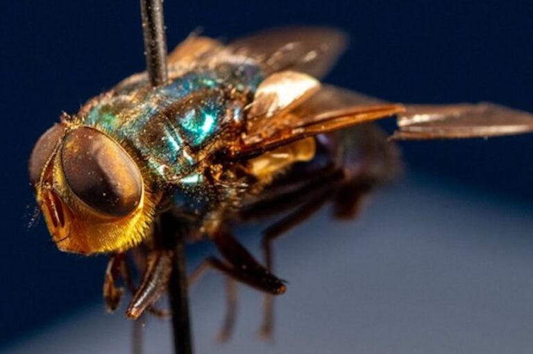 Screwworm reaches wild animal populations in Mexico