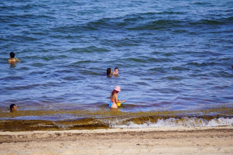 Navy warns of record sargassum season ahead of Easter holiday