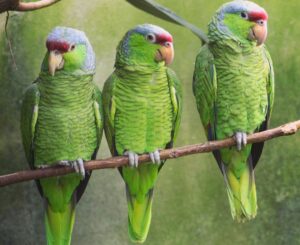 Mexican Bird: The Red-Crowned Amazon Parrot - Mexico News Daily