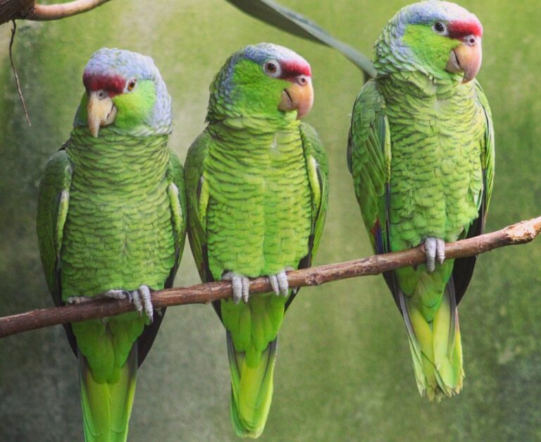 Mexican Bird: The Red-Crowned Amazon Parrot - Mexico News Daily
