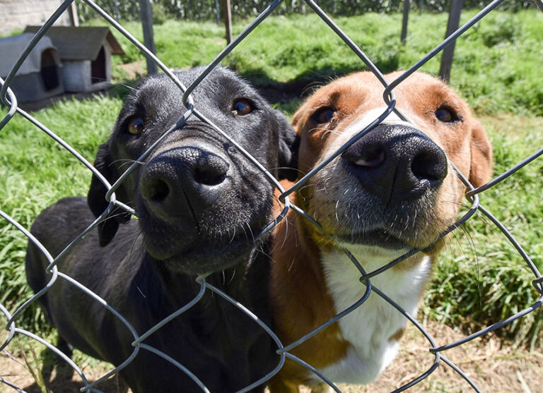 Mexico City's animal welfare policy targets dog poop removal