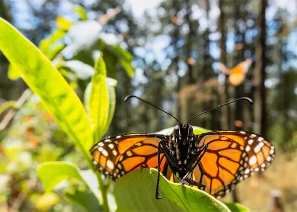 Mexico's monarch butterfly population rebounds in 2026