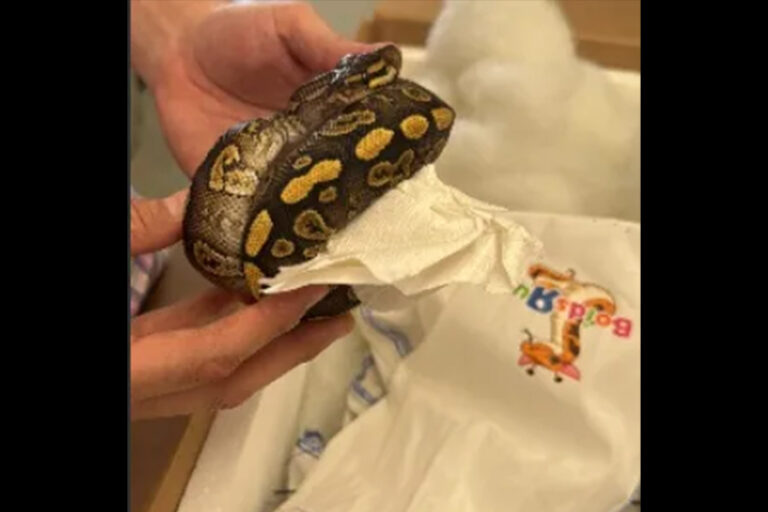 US border officials seize 39 pythons being smuggled into Mexico