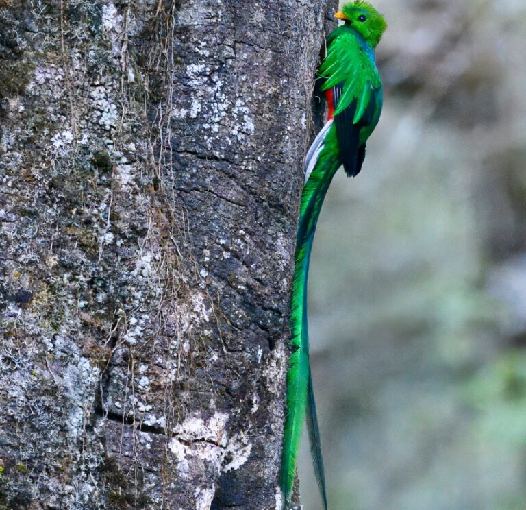 The resplendent quetzal is a gem of Mexican birds - Mexico News Daily