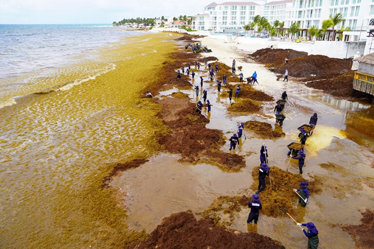 Sargassum puts nearly 50% of Riviera Maya beaches on red alert