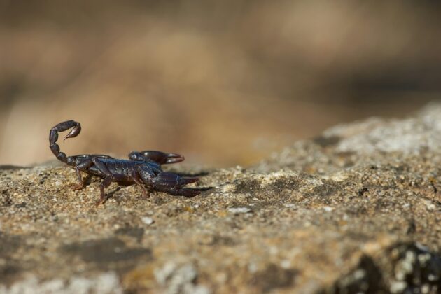 MND Local: Puerto Vallarta scorpions and latest news
