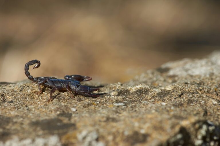 MND Local: Puerto Vallarta scorpions and latest news
