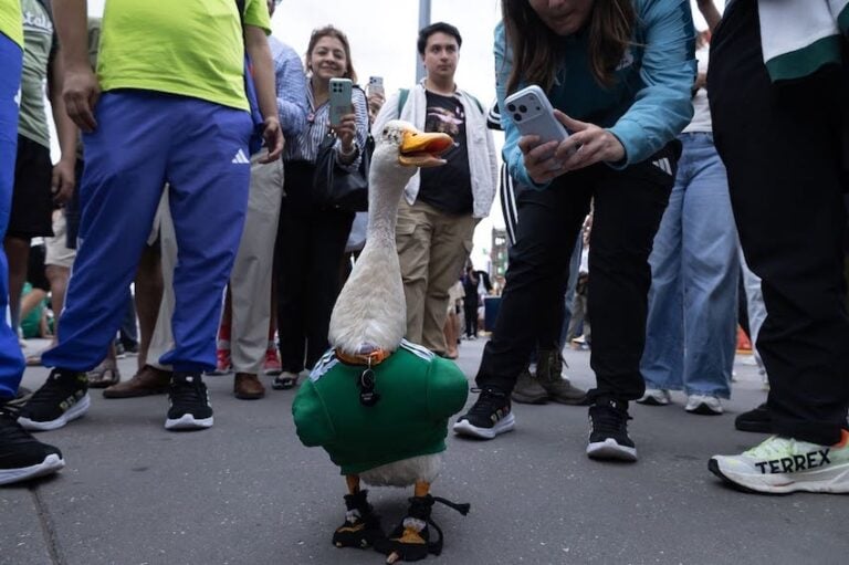 Merlin, the World Cup duck, may be El Tri's biggest fan