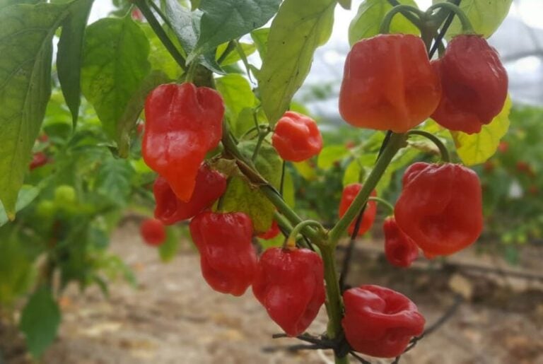Yucatán Peninsula states create habanero council to protect the famous ...
