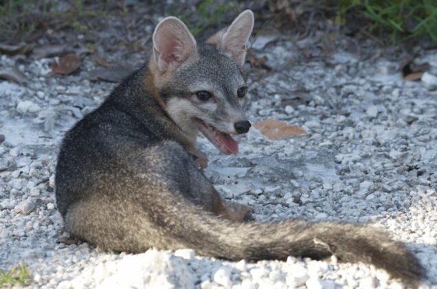 Cozumel’s dwarf fox lives! Assumed extinct, it gets 'second chance'